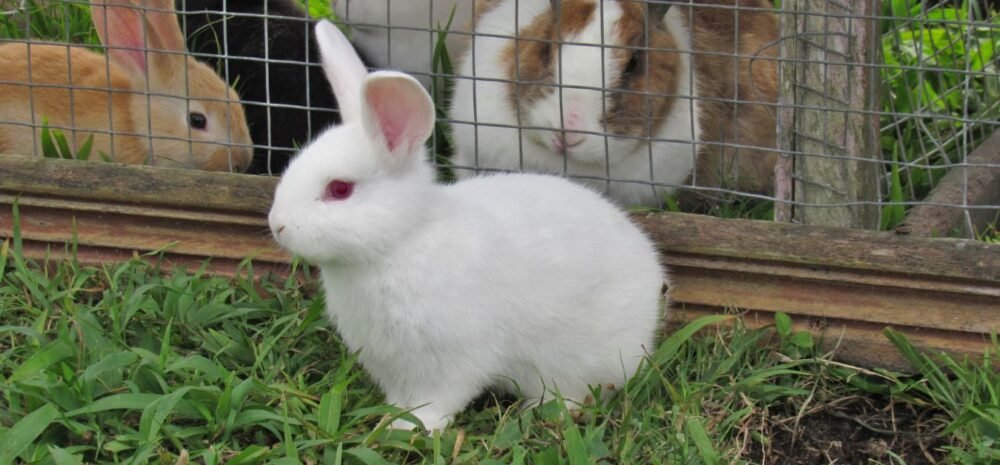 Can You Bring Rabbits on a Plane? A Complete Guide